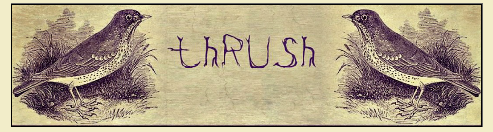 NEW POEMS: Thrush | Caitlin Dwyer